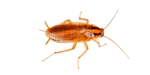 Recomendaciones para la prevención de Chiripas - Fumigación Universal, C.A