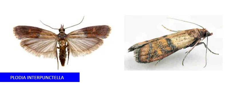 Las plagas de insectos más comunes en granos almacenados - Fumigación ...