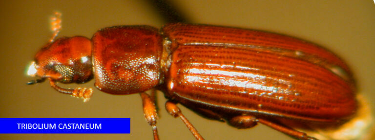 Las plagas de insectos más comunes en granos almacenados - Fumigación ...