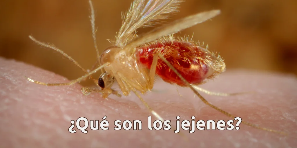 ¿Qué son los jejenes? - Fumigación Universal, C.A