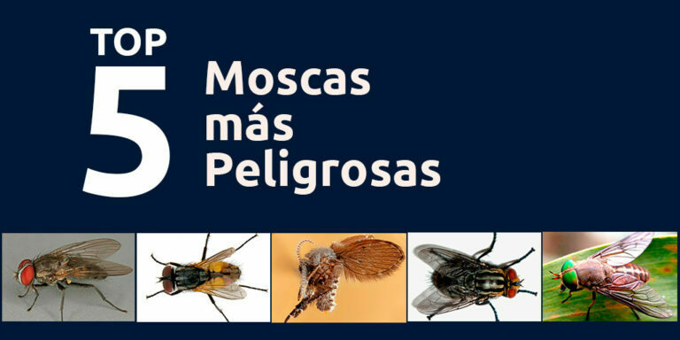 Top 5 de las moscas más peligrosas - Fumigación Universal, C.A