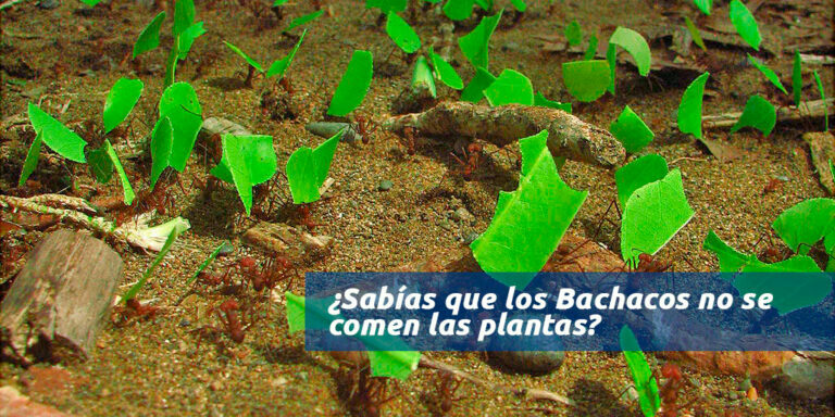 ¿Sabías que los bachacos no se comen las plantas? - Fumigación ...